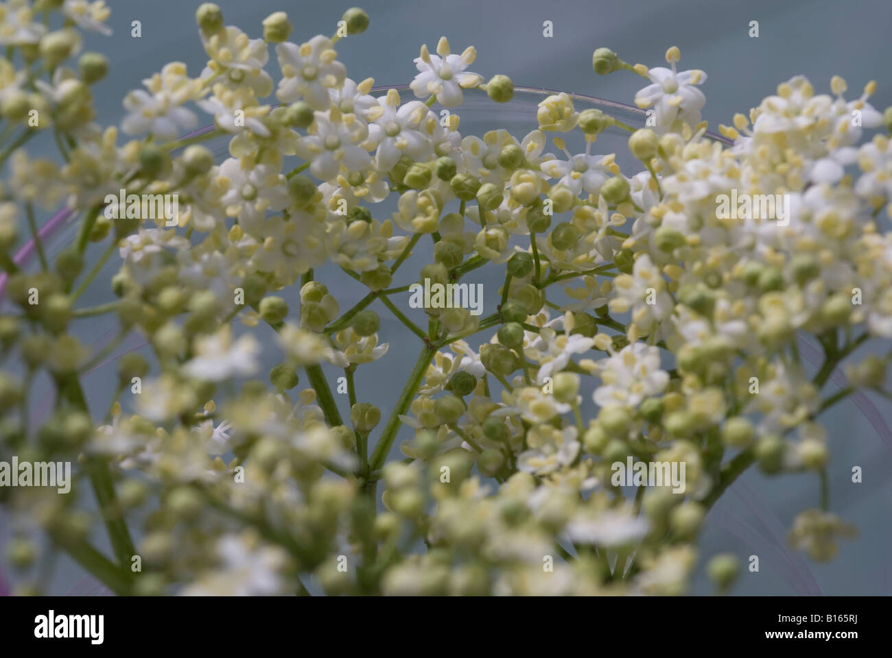 Elderflower buds hi-res stock photography and images - Alamy
