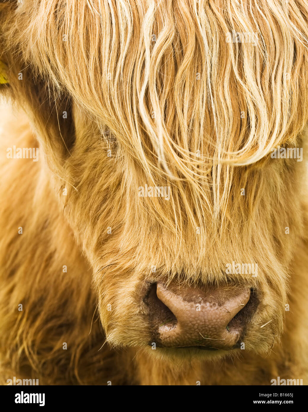Portrait of a Highland Cow bred in a farm in Allendale Northumberland ...