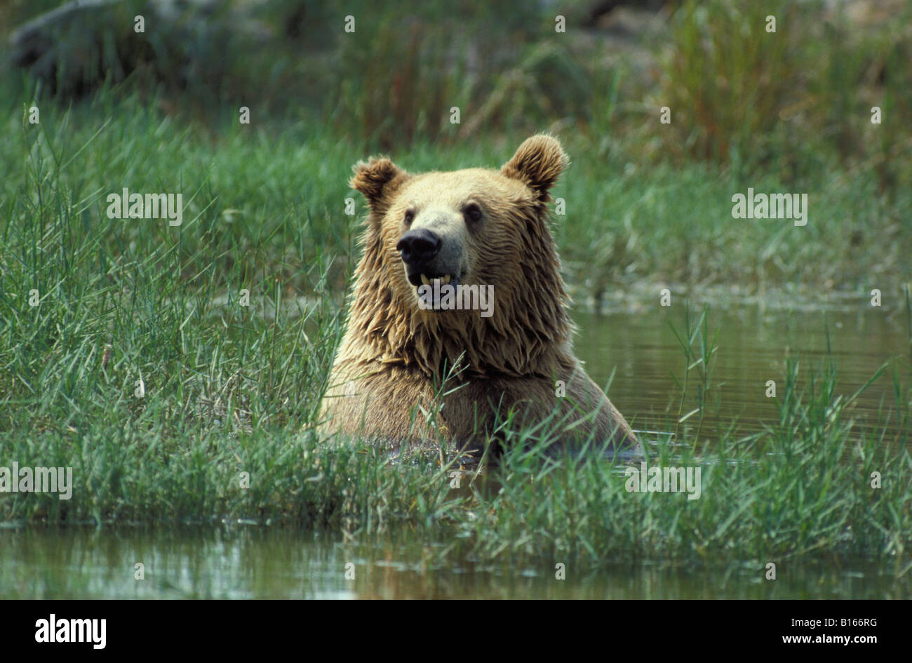 ours brun Braunbär Ursus arctos European Brown Bear amuesant animal ...