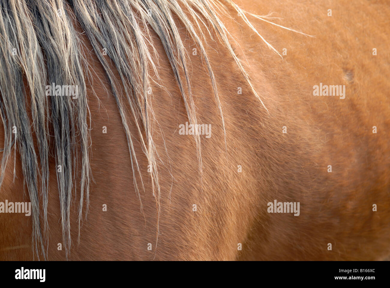Coarse mane hi-res stock photography and images - Alamy