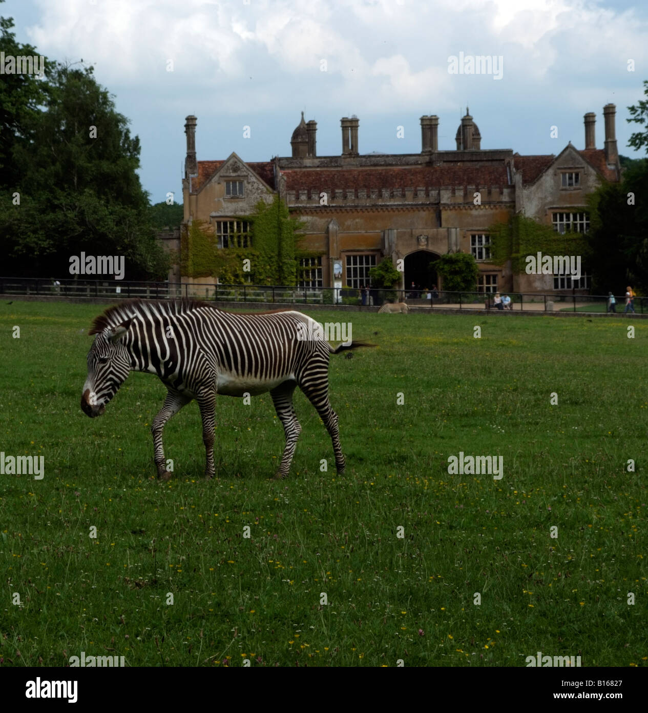 Zebra grazing outside Marwell Hall a historic building at Marwell Zoo ...