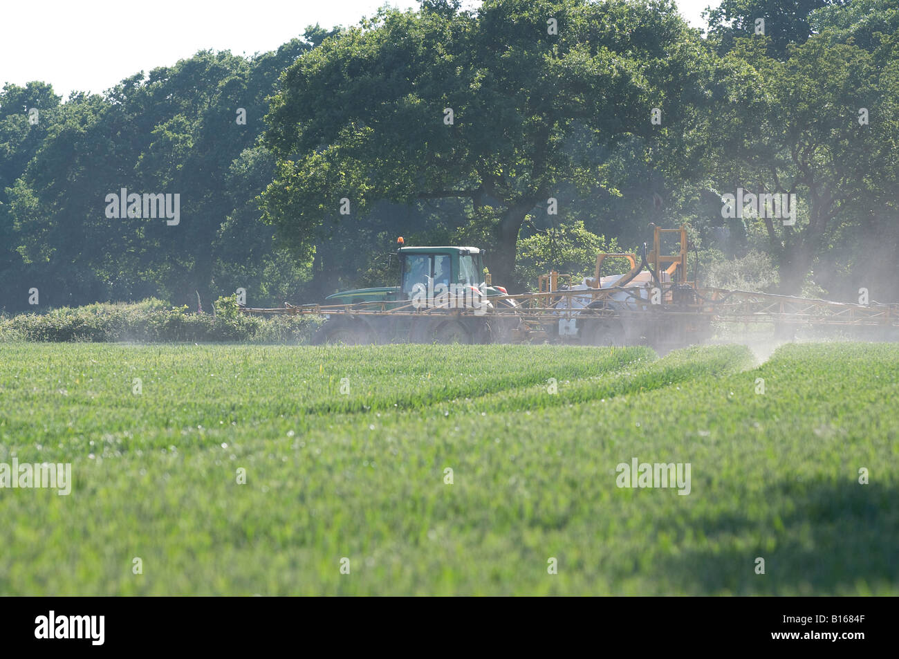 Spraying a crop of wheat with a short acting insecticide Stock Photo ...