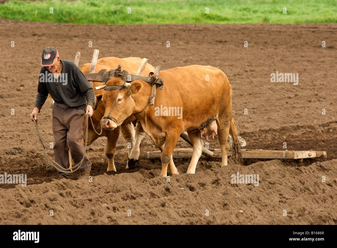 A Spanish man leading his cow-powered plough through his fields in the ...