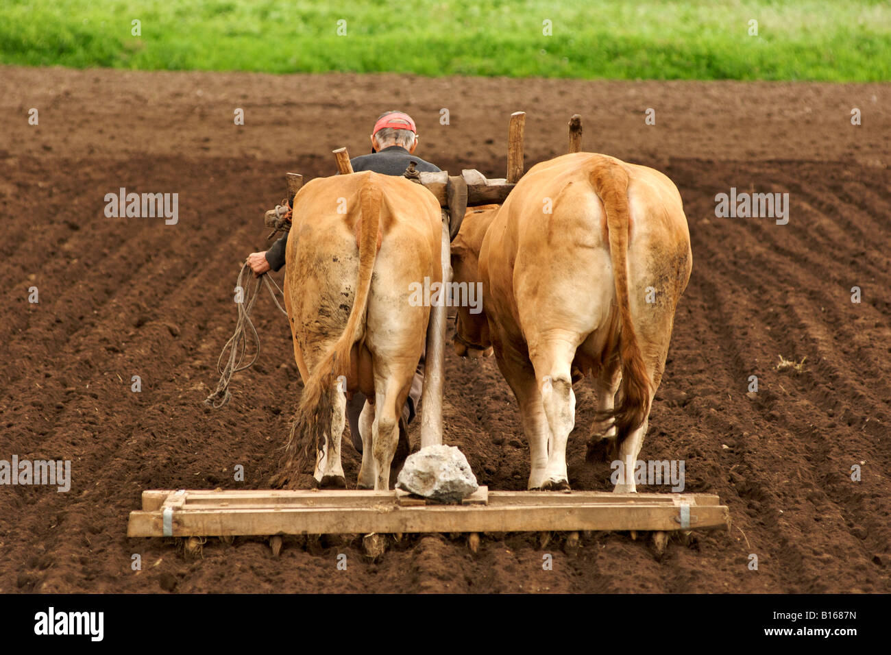 A Spanish man leading his cow-powered plough through his fields in the ...