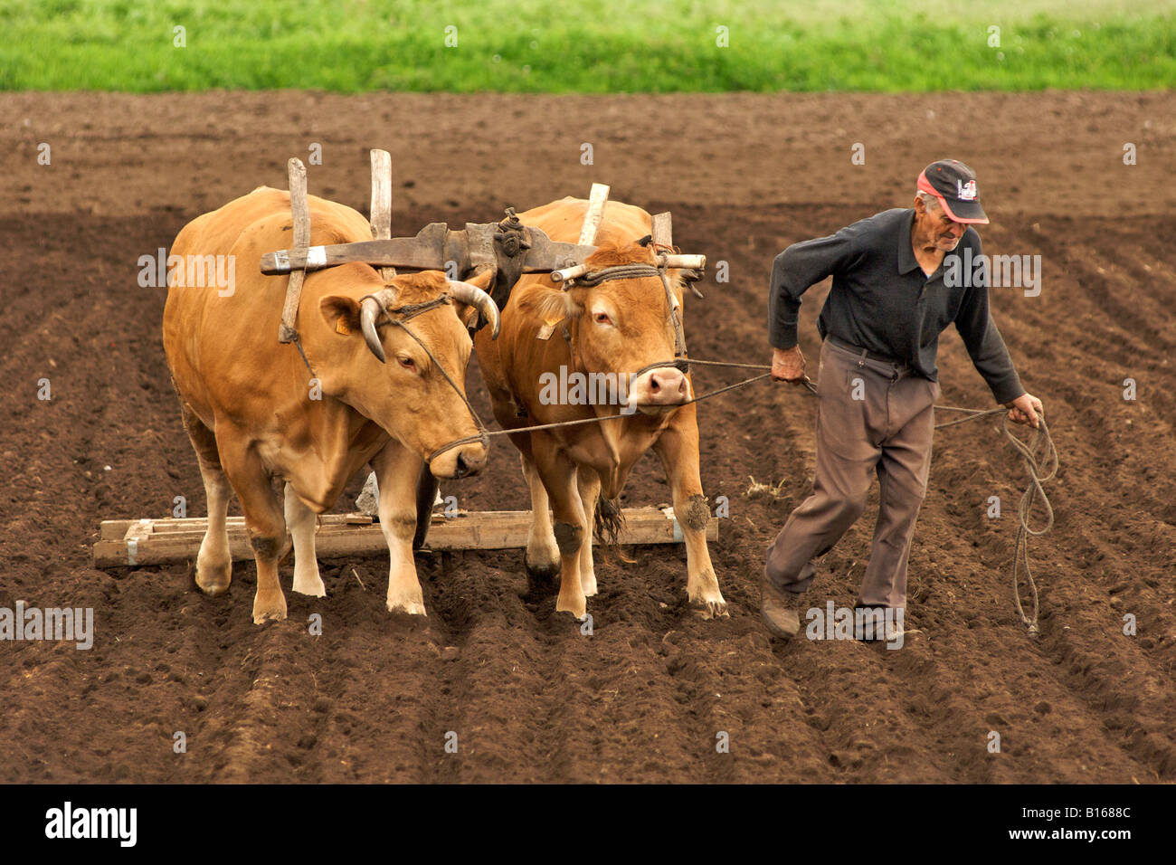 A Spanish man leading his cow-powered plough through his fields in the ...
