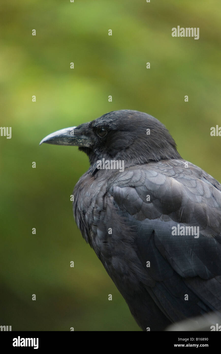Corus caurinus in profile Stock Photo - Alamy