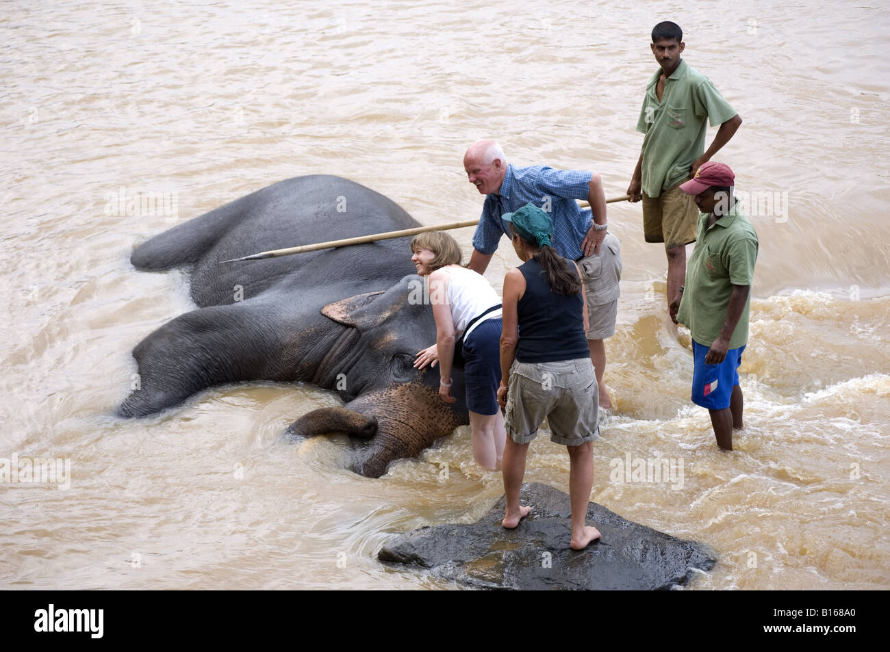 Washing elephants at Pinnewala Stock Photo - Alamy