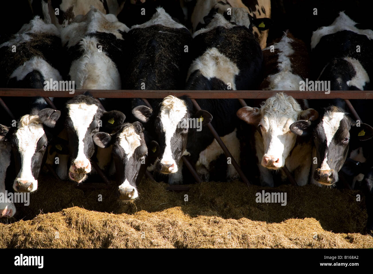 Cattle eating silage hi-res stock photography and images - Alamy