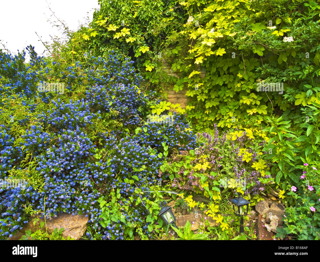 Blue and gold in a spring garden including ceanothus and humulus ...