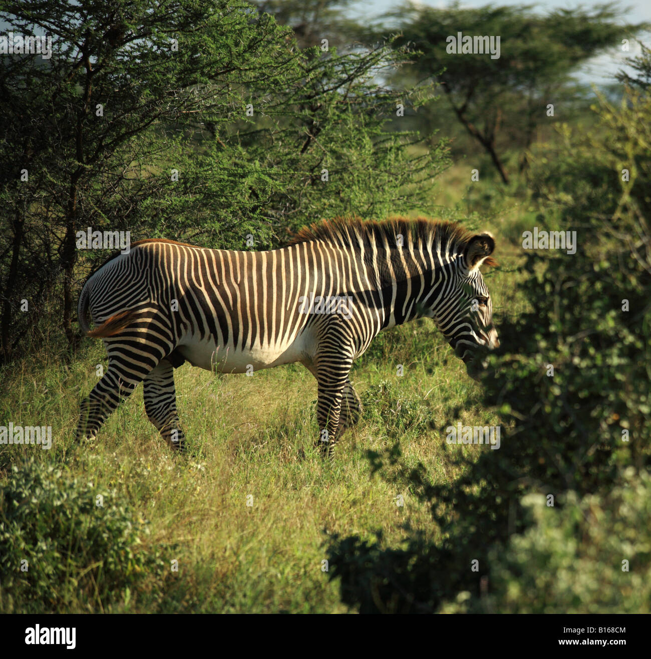 Zebra walking through the trees in Kenya Stock Photo - Alamy