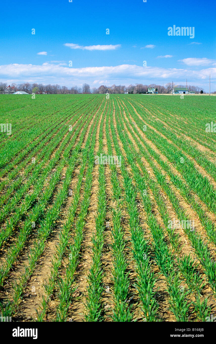 rows of young crops on rolling farmland in Cutchogue, New York Stock ...