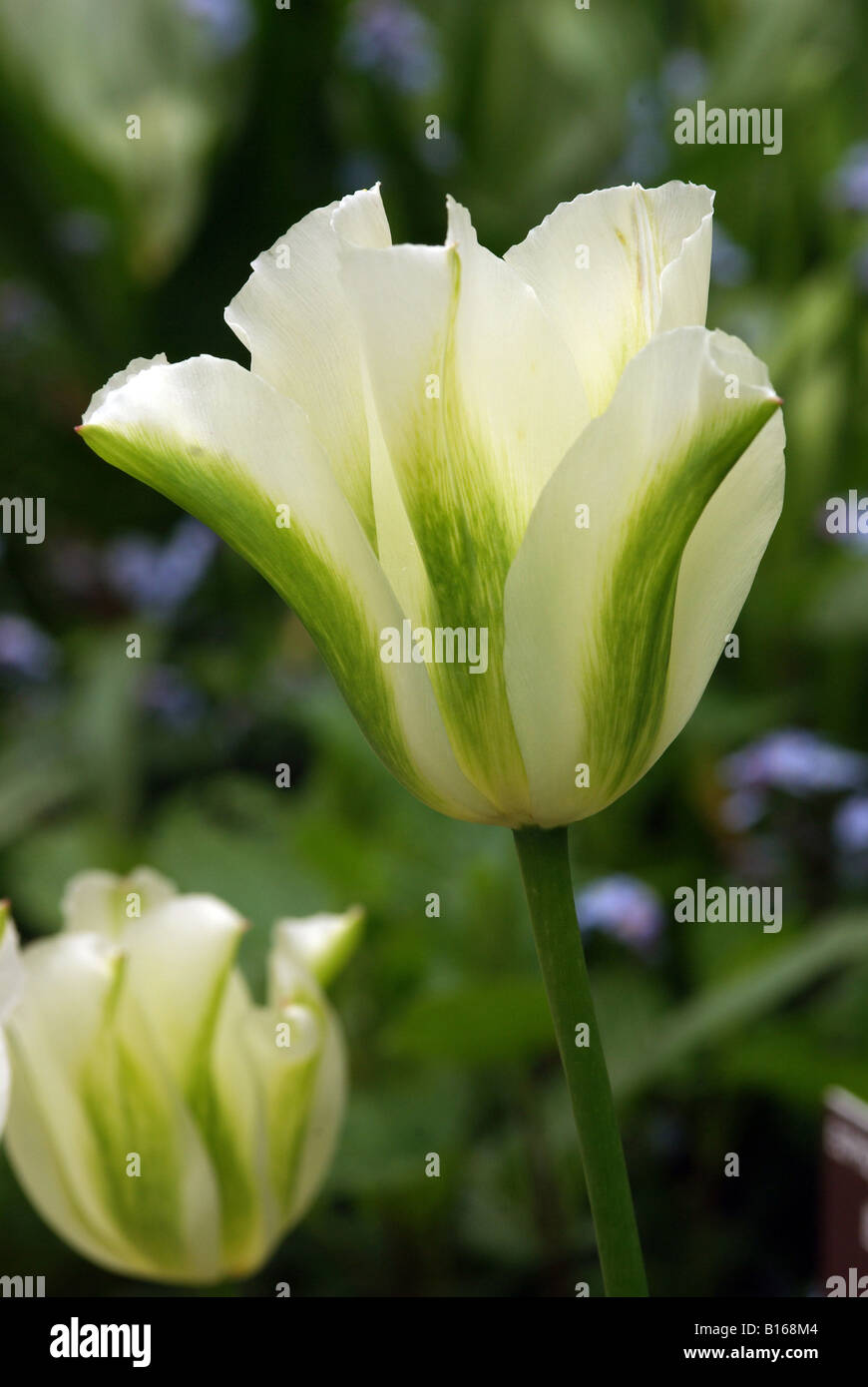 Tulip spring green hi-res stock photography and images - Alamy