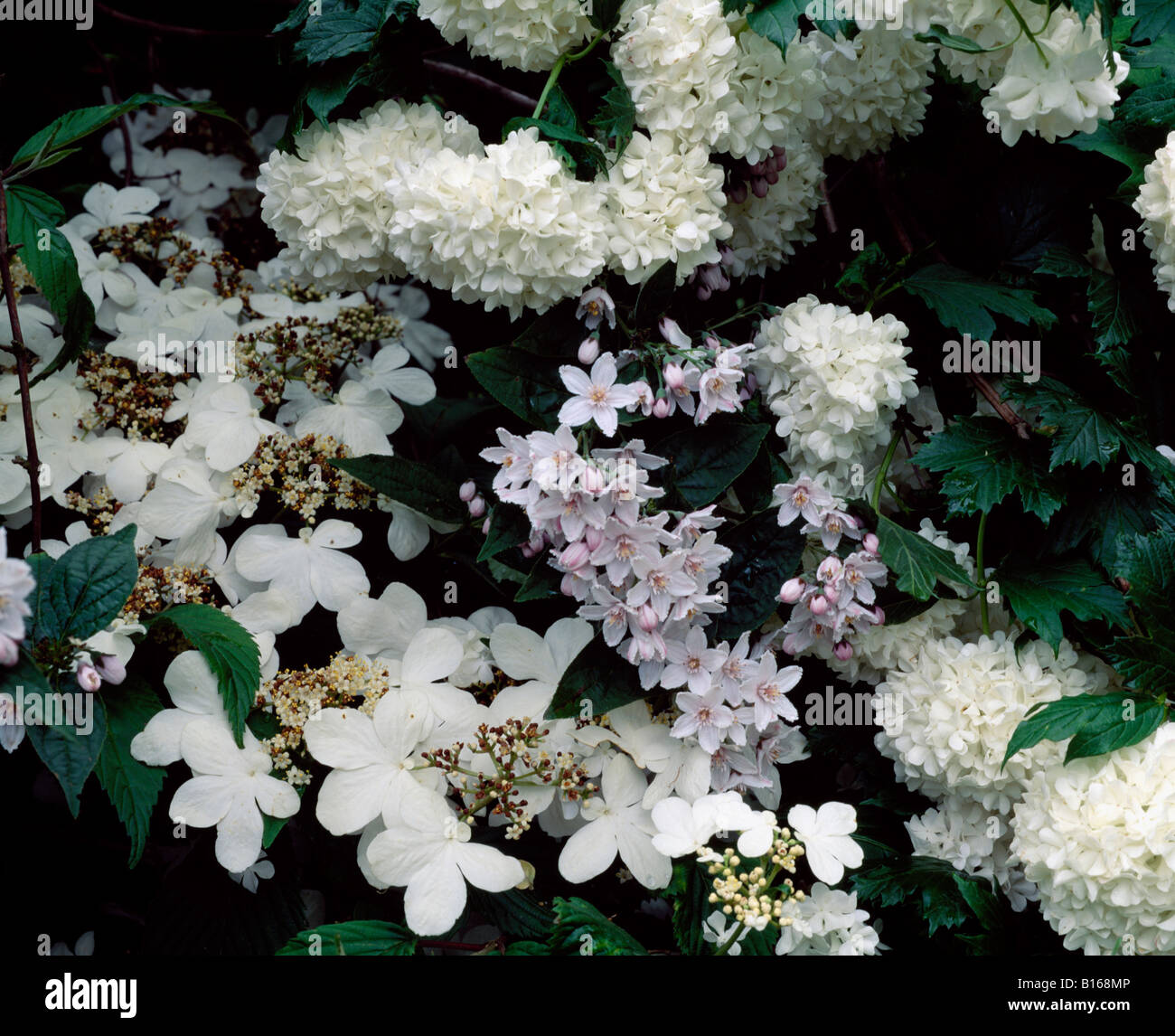Clematis and Hydrangea Stock Photo - Alamy