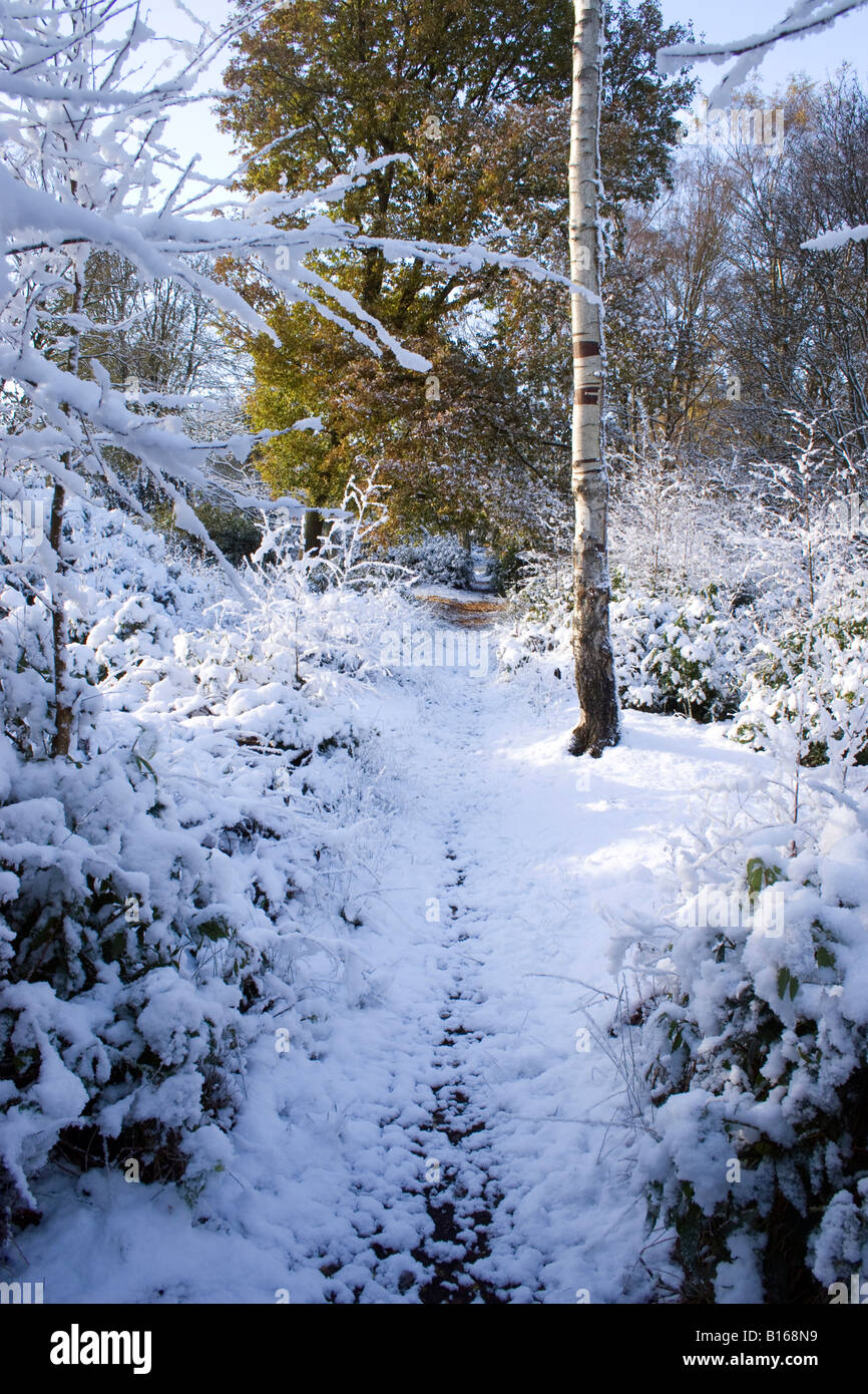 Woodland garden path, attractive in winter with frosted white icy ...
