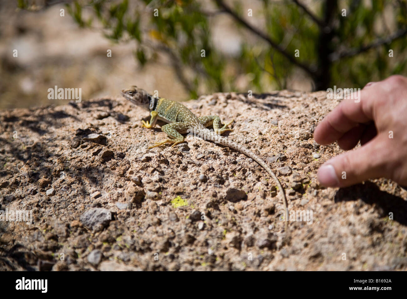 Trying to catch a lizard Stock Photo - Alamy