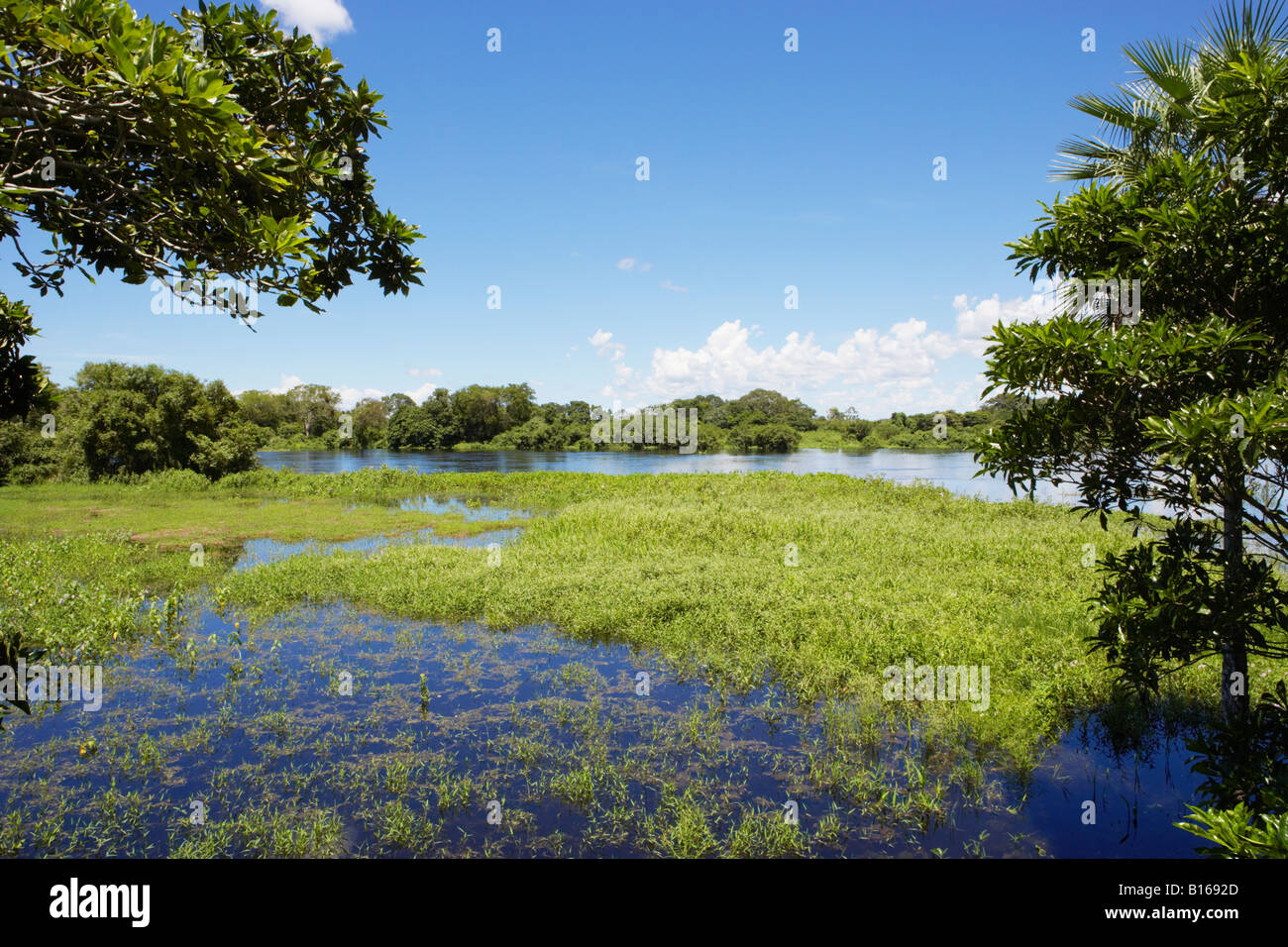 Wetlands and river in Pantanal Brazil South America Stock Photo - Alamy
