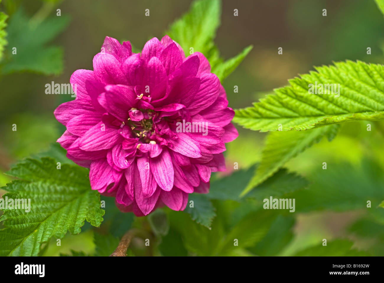 Rubus spectabilis flower in May Stock Photo - Alamy