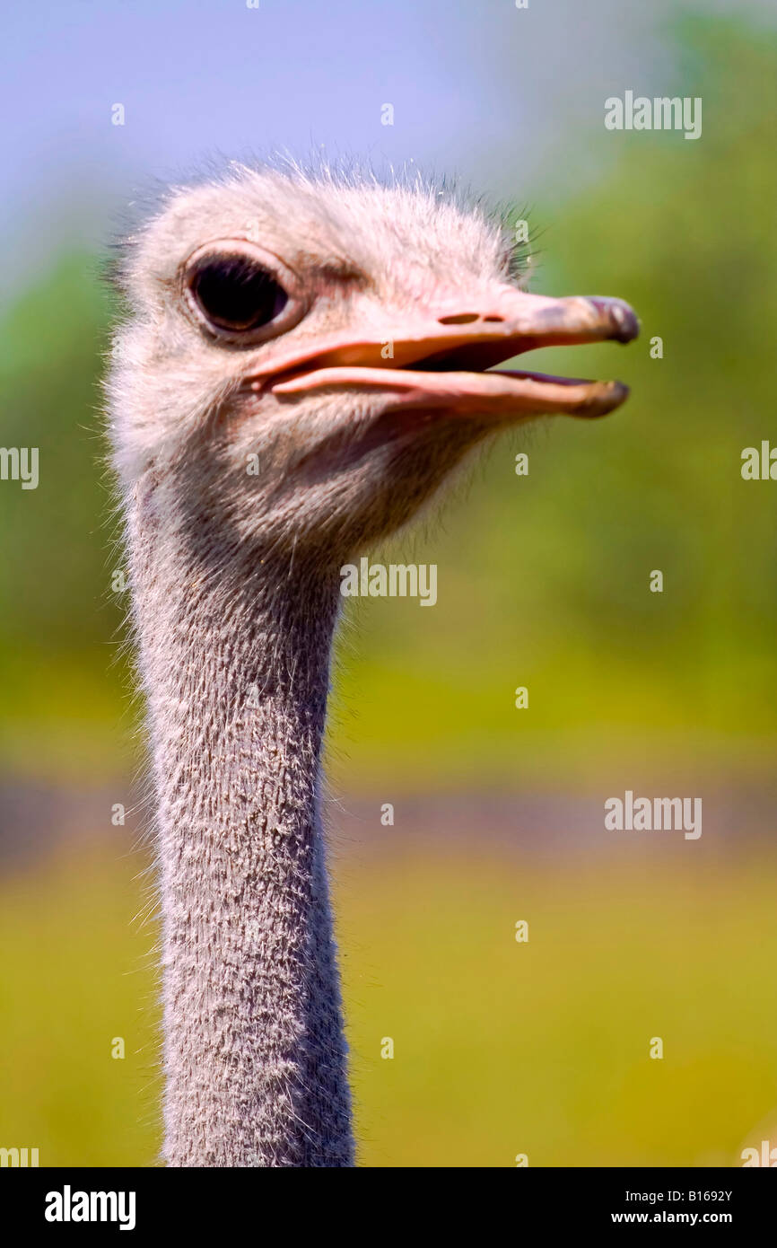 Ostrich close up Stock Photo - Alamy