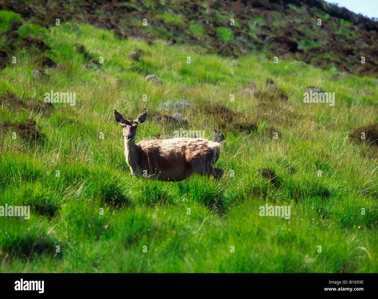 Red deer, Scotland Stock Photo - Alamy