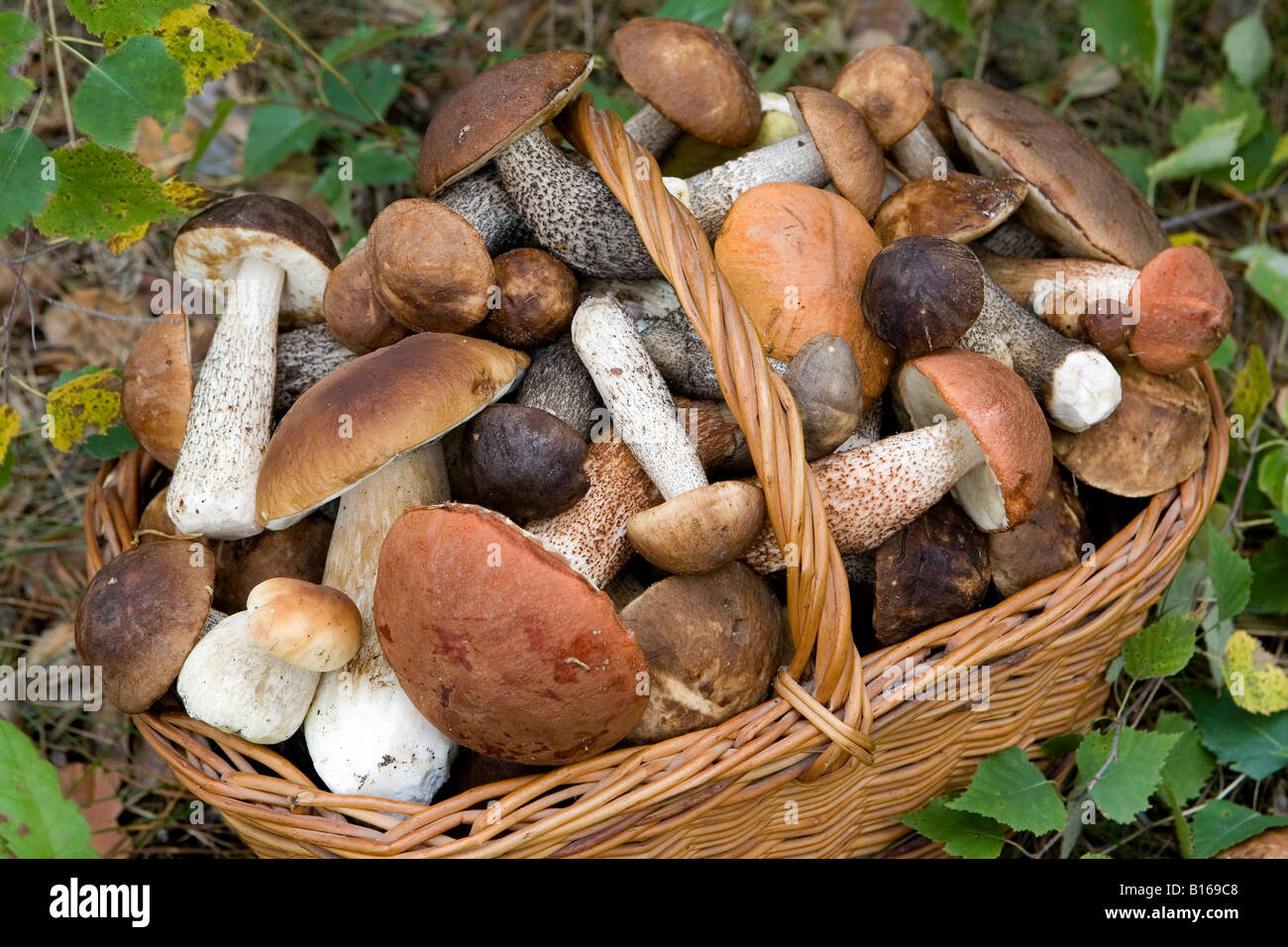 full basket of fresh autumn mushrooms Boletus scaber aurantiacus edulis ...