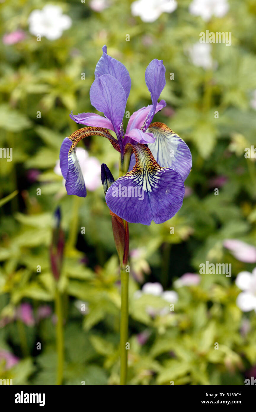 Iris versicolor hi-res stock photography and images - Alamy