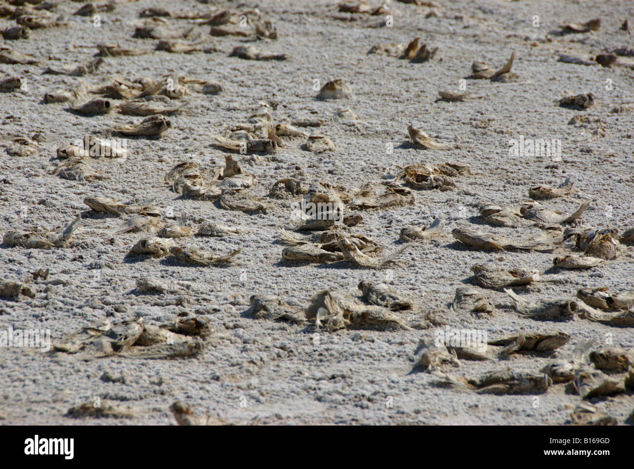 Dead Tilapia fish on dry bed of the Salton Sea - a threatened ecosystem ...