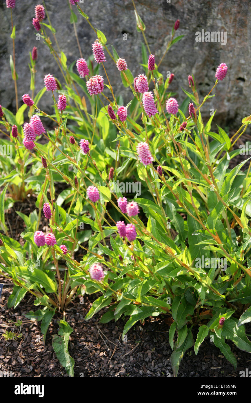 Knotweed, Polygonum sphaerostachyum, Polygonaceae. Himalaya, China ...
