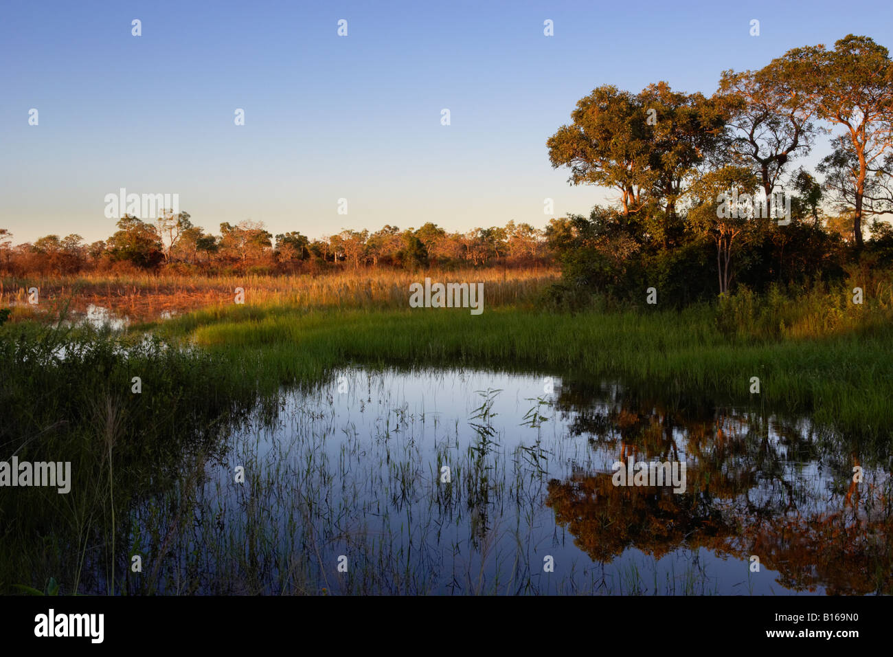Wetlands lagoon and trees at sunset in Pantanal Brazil South America ...