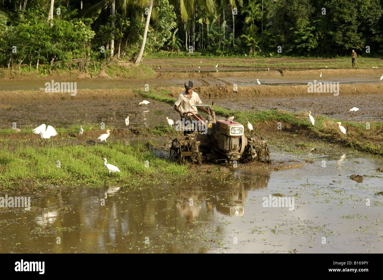 Paddy fields in sri lanka hi-res stock photography and images - Alamy