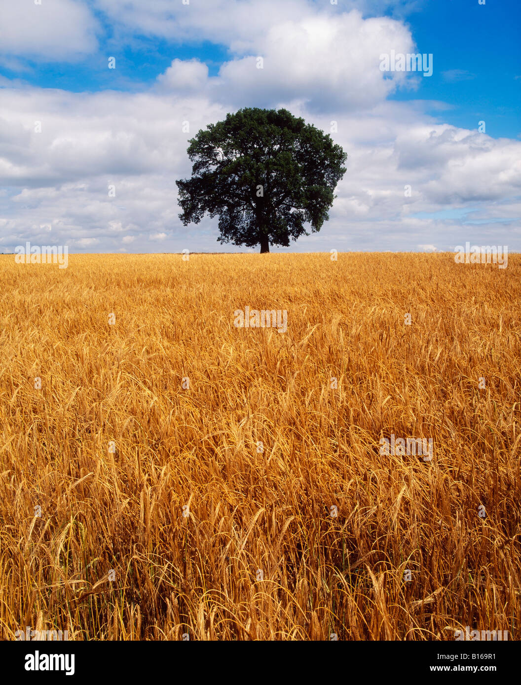 Ireland, Barley field with oak tree Stock Photo - Alamy