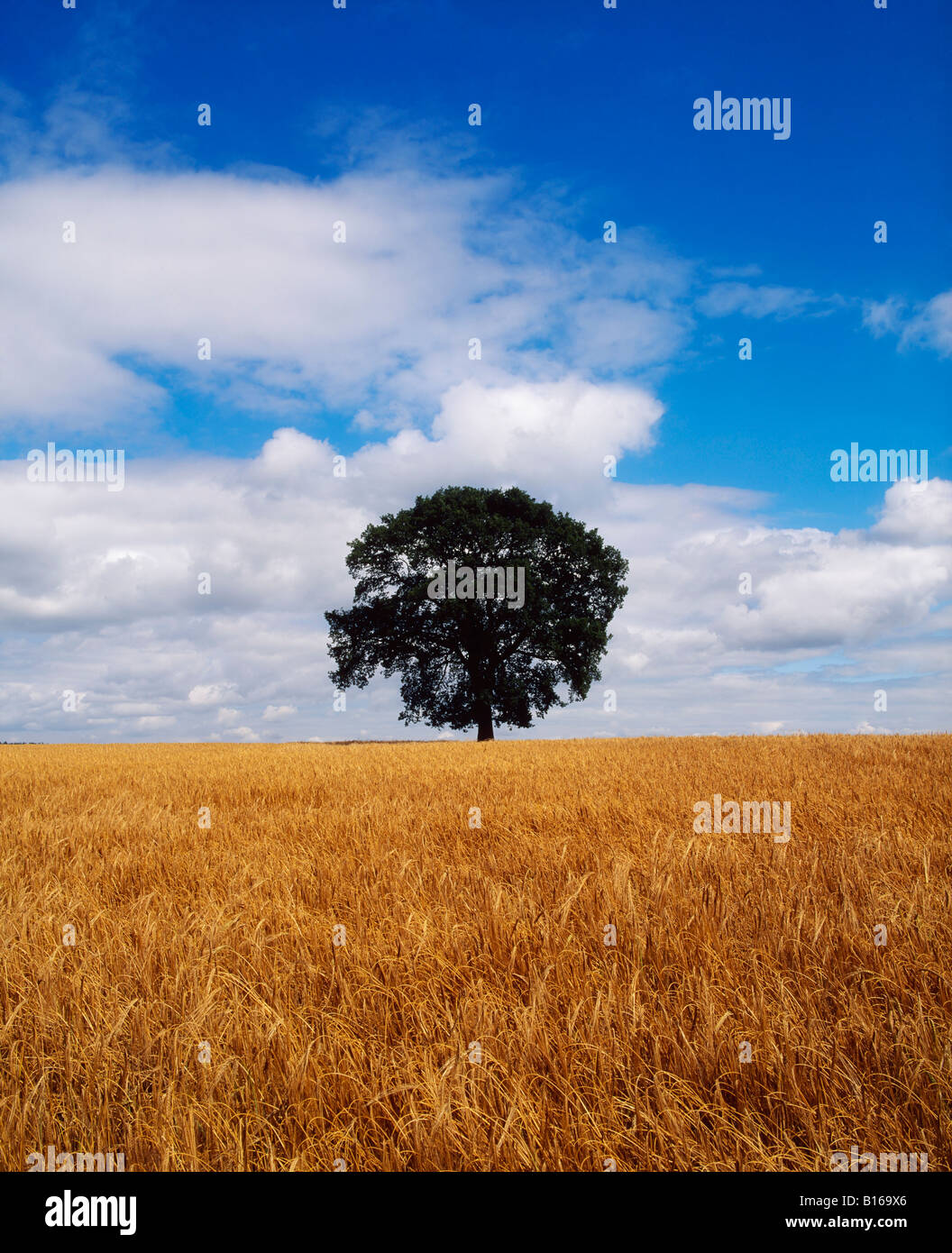 Grain field in midday hi-res stock photography and images - Alamy