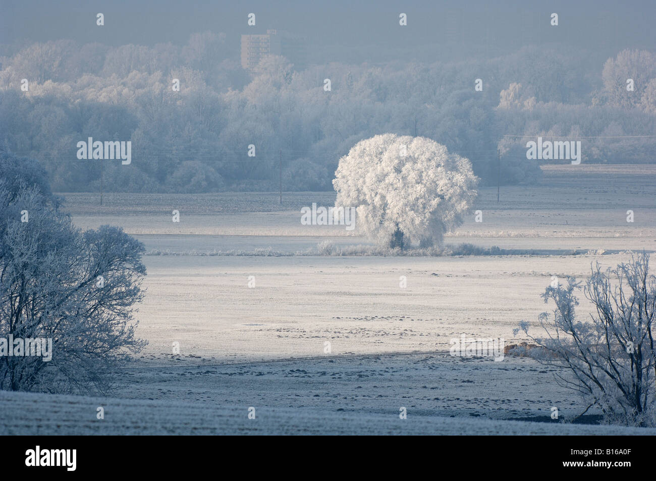 Winterly landscape with hoar frost and one single tree Stock Photo - Alamy