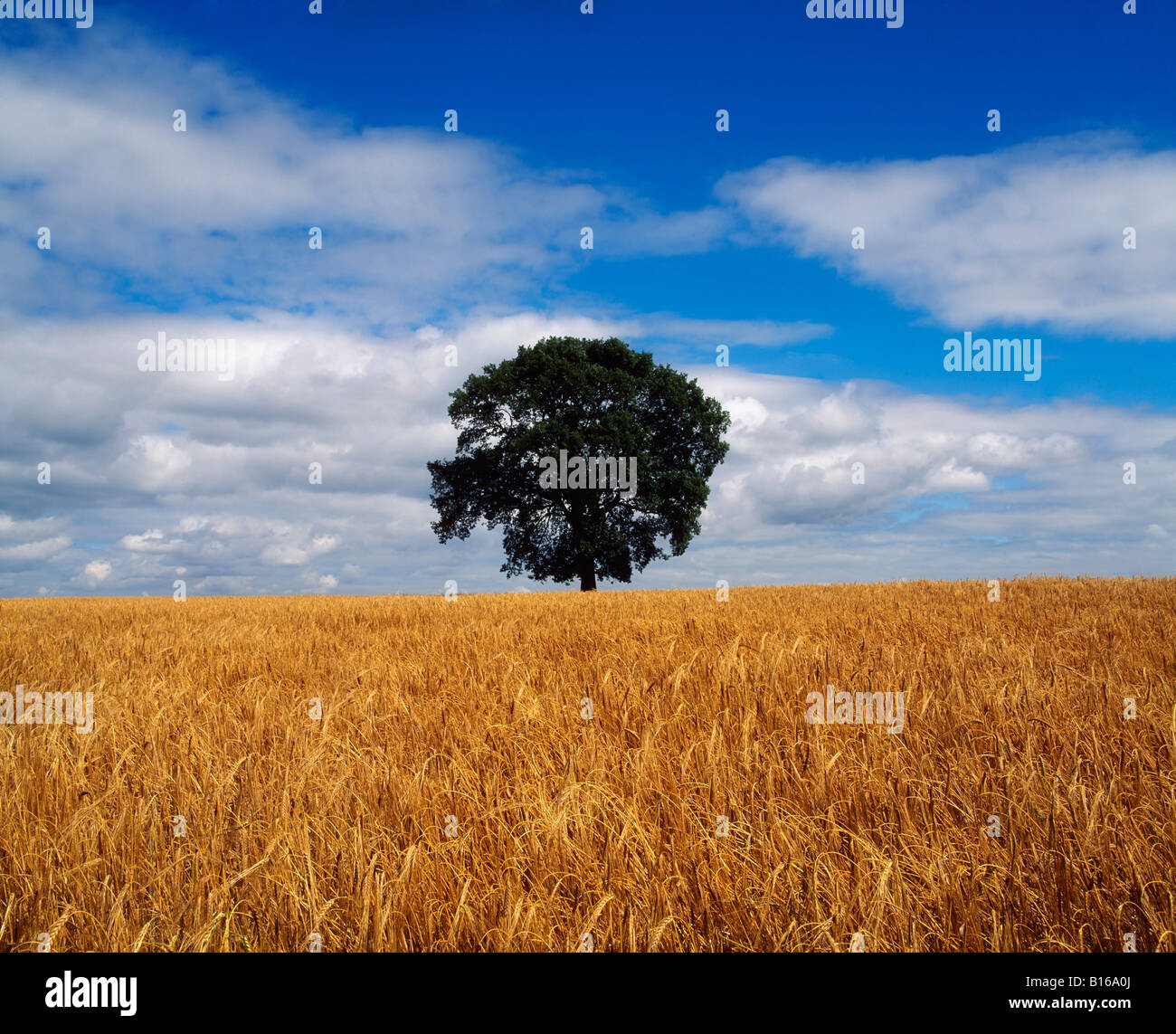 Ireland, Barley field with oak tree Stock Photo - Alamy