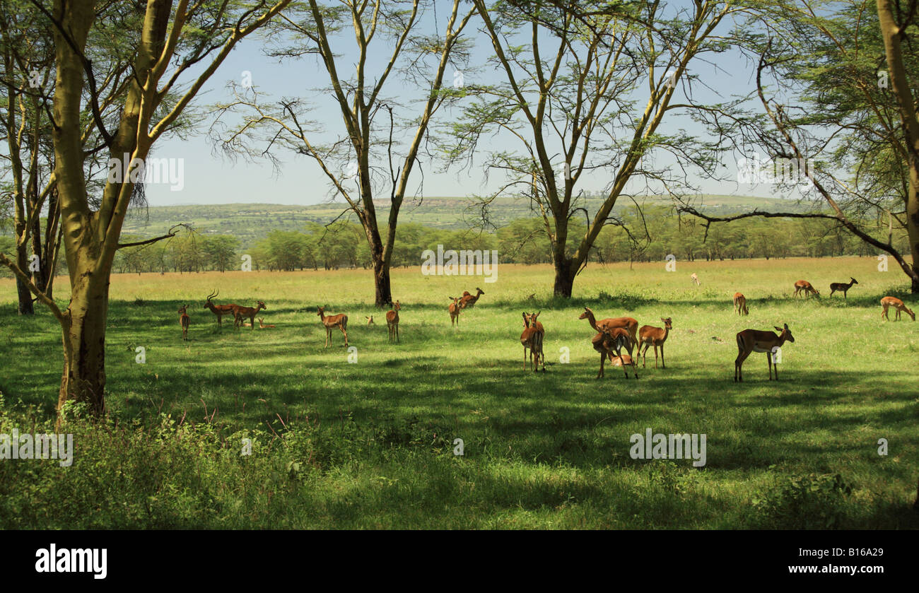 Impala kenya hi-res stock photography and images - Alamy