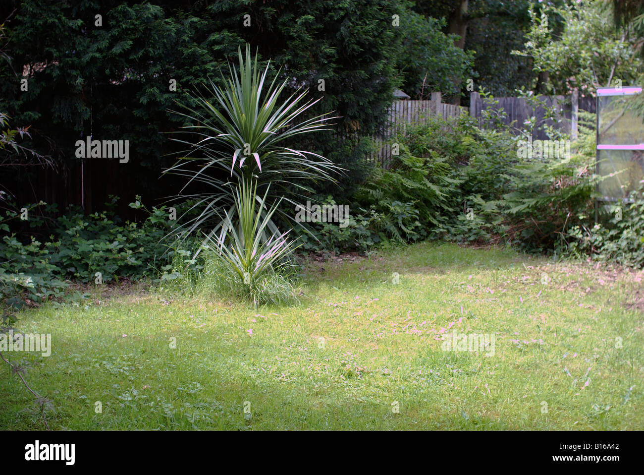 Garden with palm tree in Woking Surey England left as a natural ...