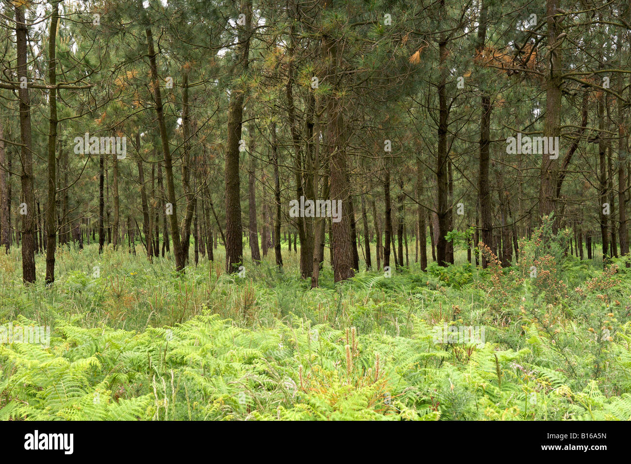 Pine forest in Spain's Galicia region Stock Photo - Alamy