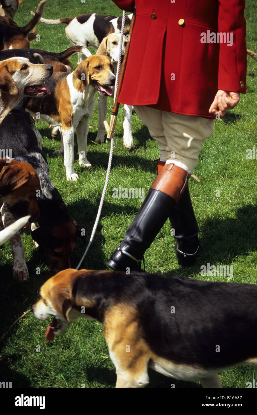 English fox hounds hi-res stock photography and images - Alamy