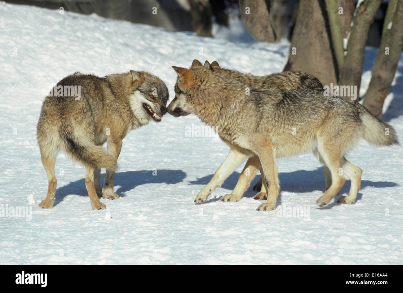 loup gris Timber Wolves Canis lupus asserting hierarchy animal animals ...