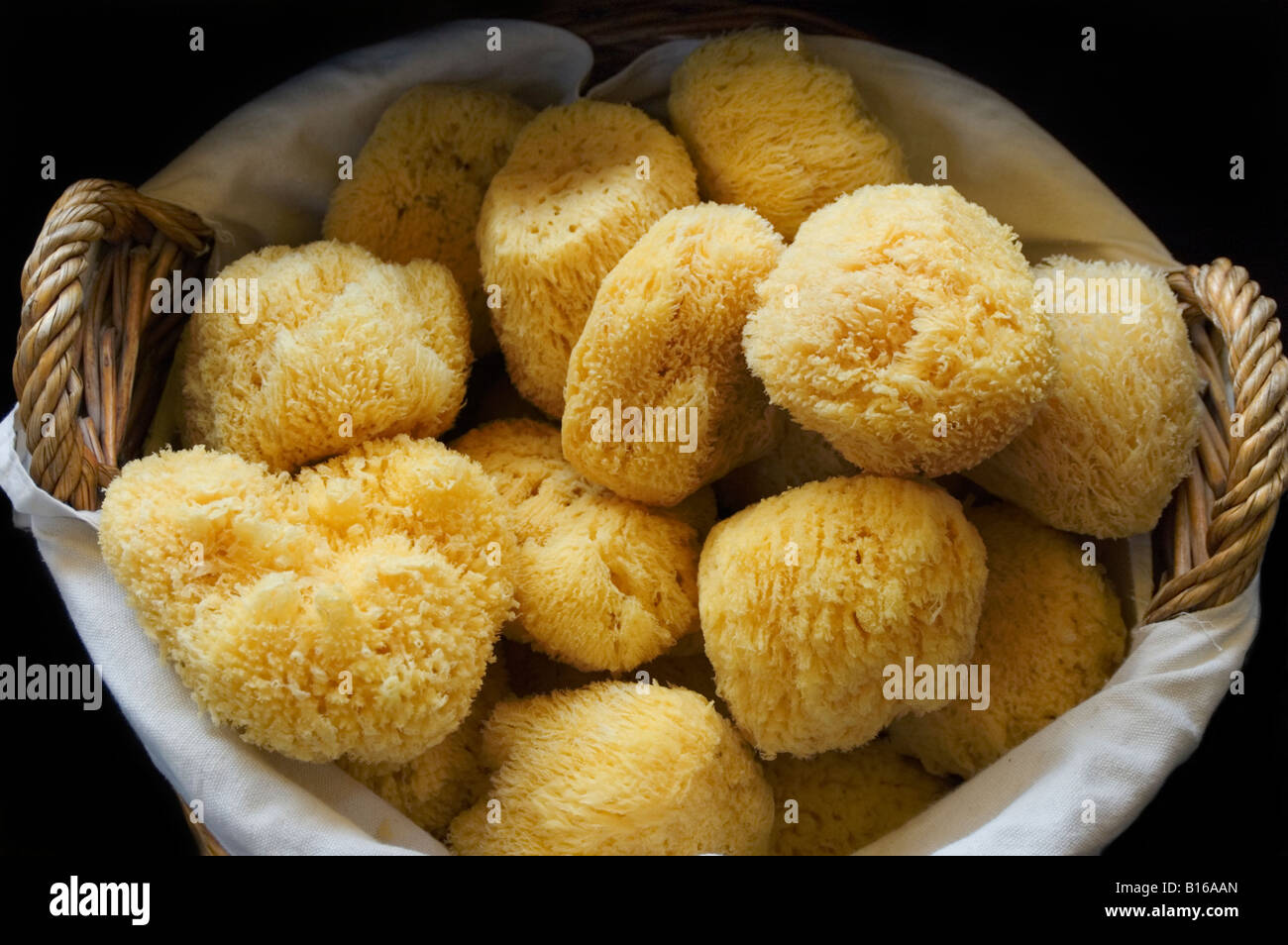 Sea sponges hi-res stock photography and images - Alamy