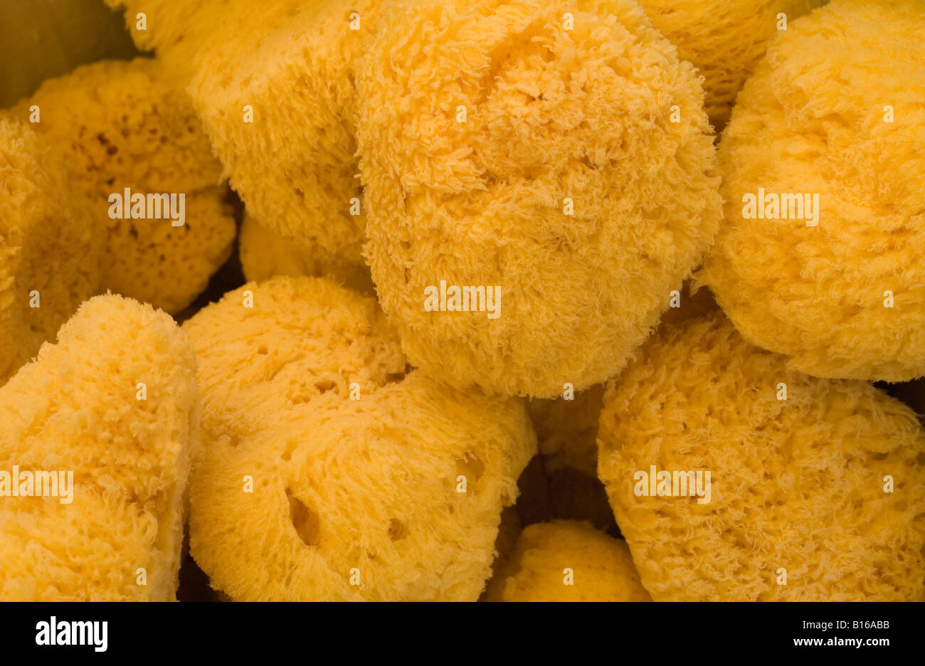 Natural sea sponge Stock Photo - Alamy