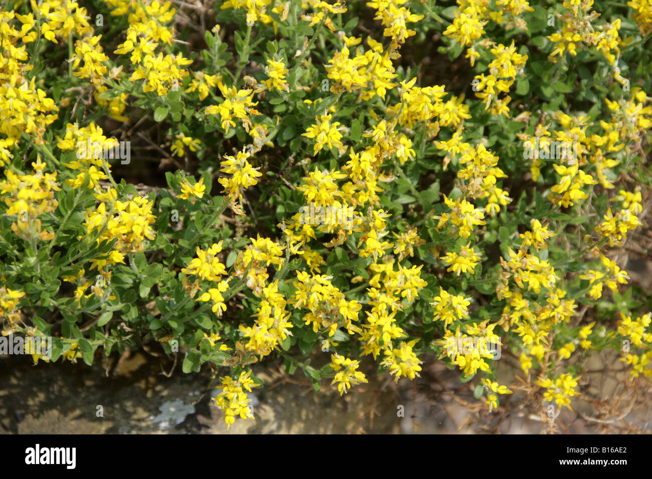 German Broom, Genista germanica Fabaceae aka German Greenweed and Rock ...