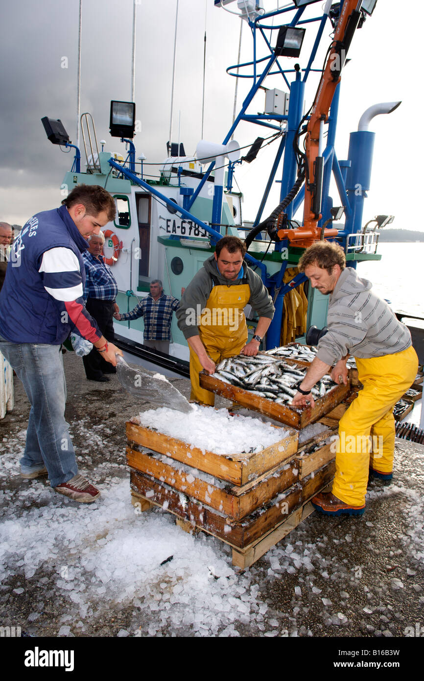 Fishermen offloading their catch of sardines in the town of Camariñas ...