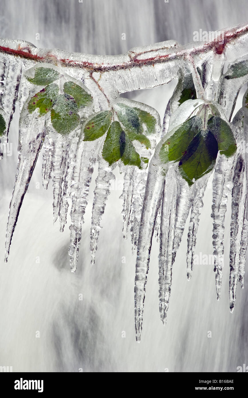 Icicles and Frozen Leaves Stock Photo - Alamy