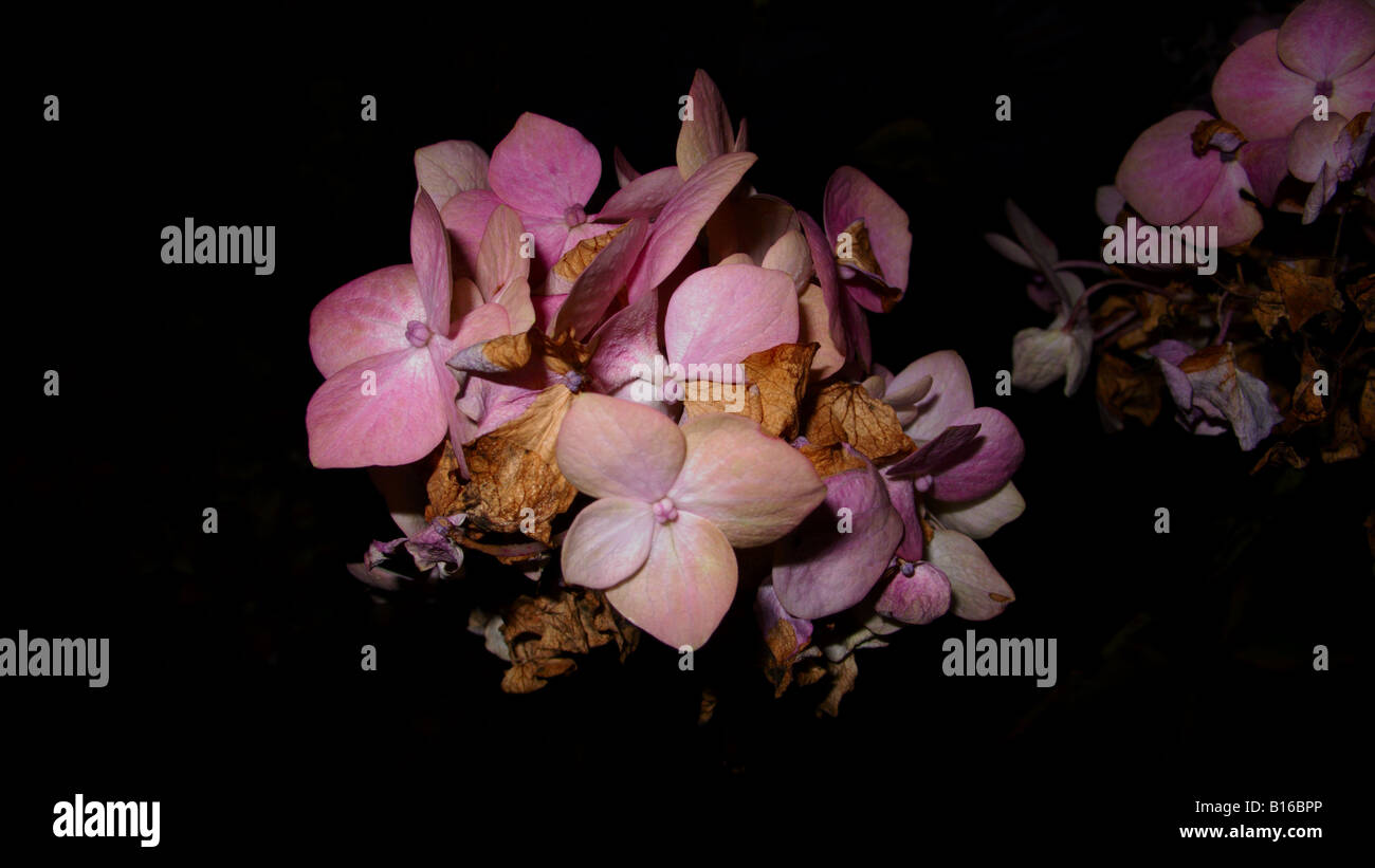 Pink Hydrangea Macrophylla - Mophead Stock Photo - Alamy