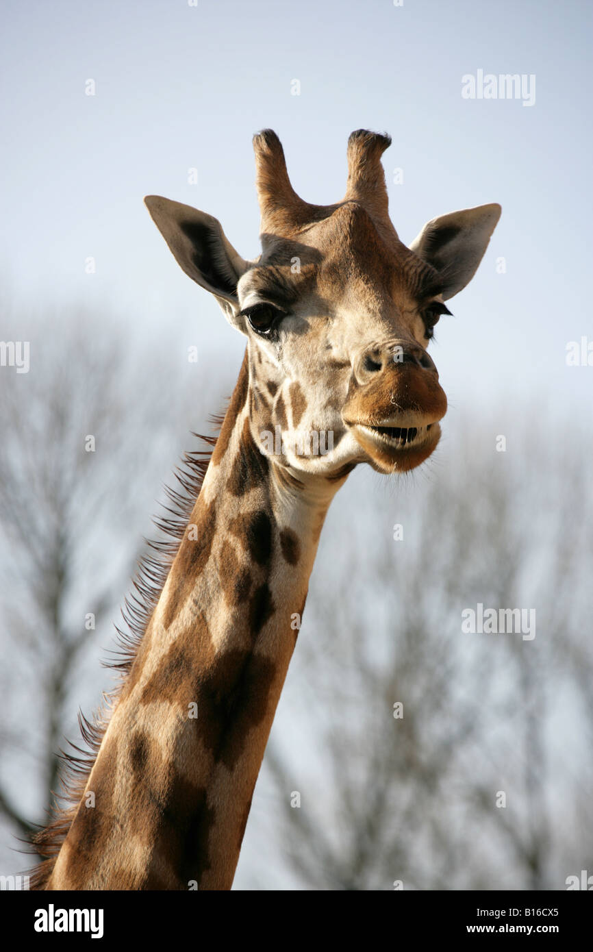 City of Chester, England. Close up view of a giraffe at the 110 acre ...