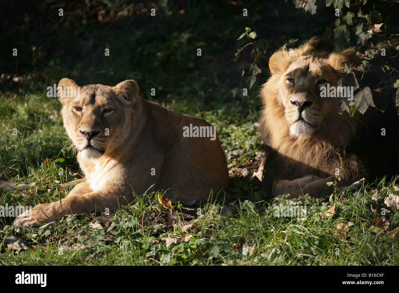 Lion den hi-res stock photography and images - Alamy