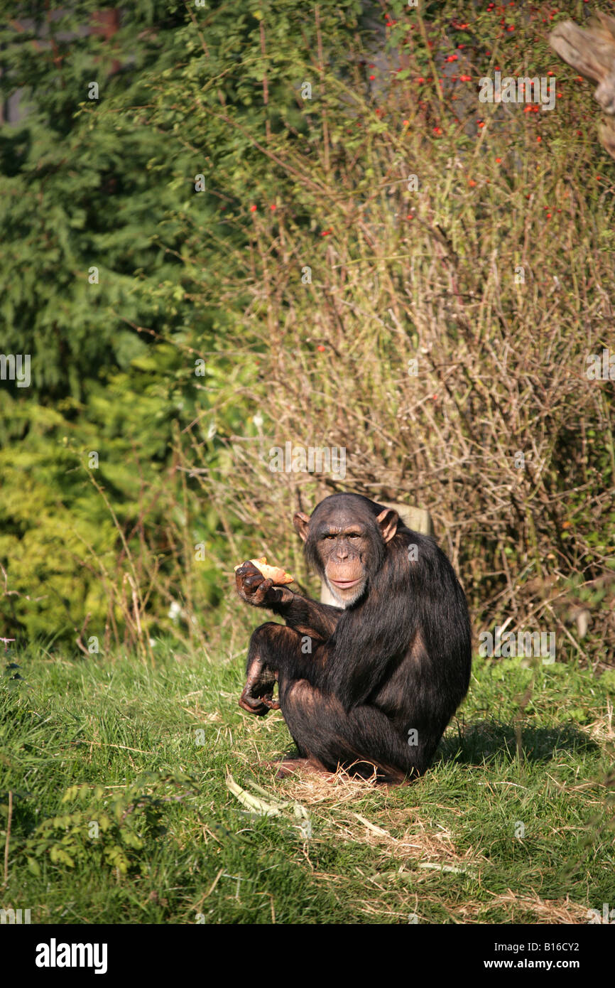 City of Chester, England. Chimpanzee eating at the 110 acre Chester Zoo ...