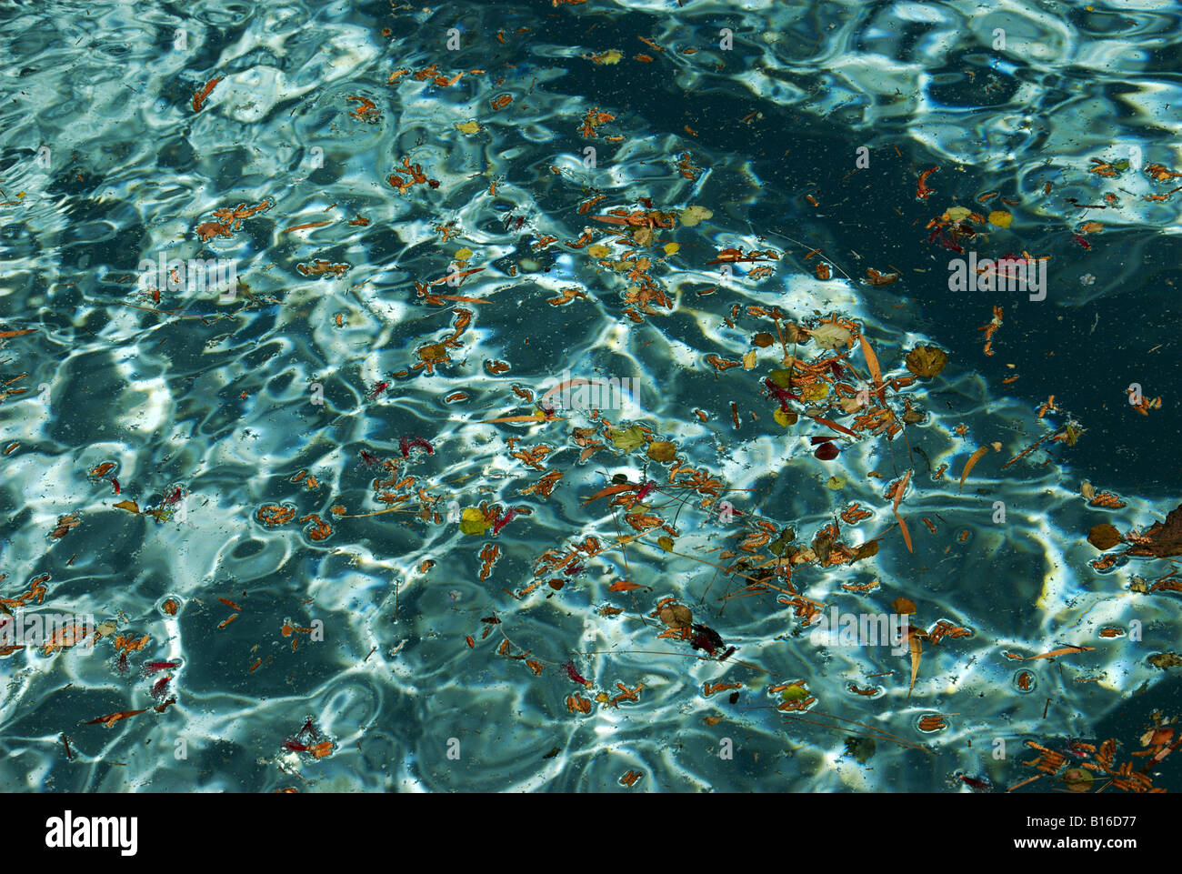 Fallen Leaves Floating on Swimming Pool Stock Photo - Alamy
