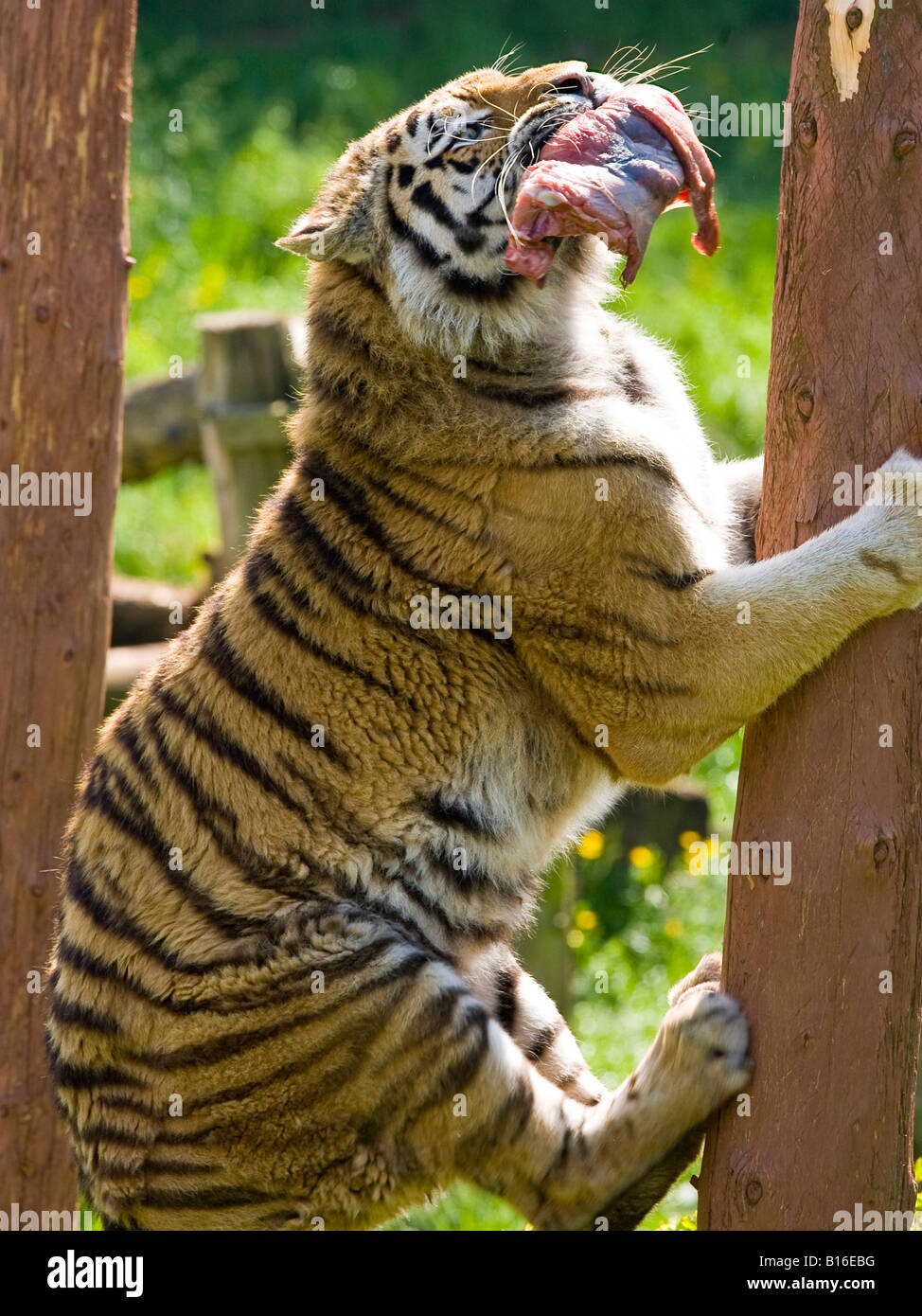 Amur Tiger feeding Stock Photo - Alamy