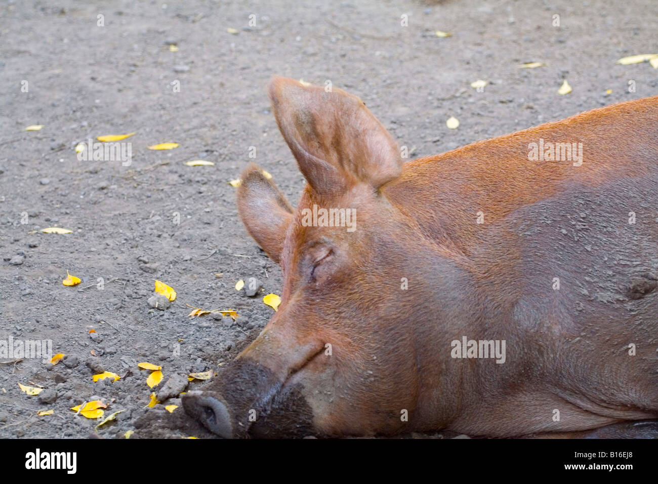 Puddle farmyard mud farm hi-res stock photography and images - Alamy